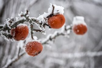 Winter Apples - Minneopa Orchards