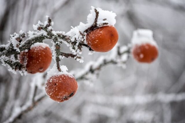 Winter Apples - Minneopa Orchards