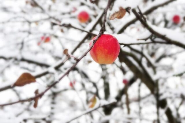 Winter Apples - Minneopa Orchards