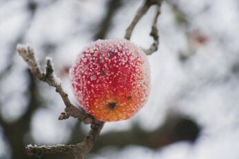 Winter Apples - Minneopa Orchards
