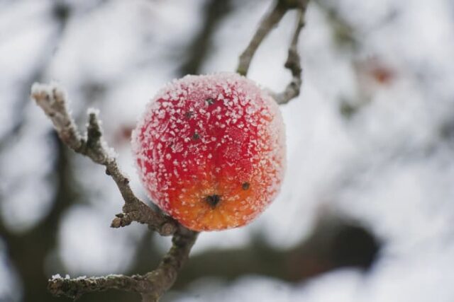 Winter Apples - Minneopa Orchards