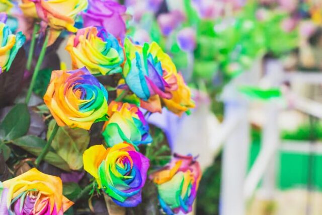 Rainbow Roses - Minneopa Orchards