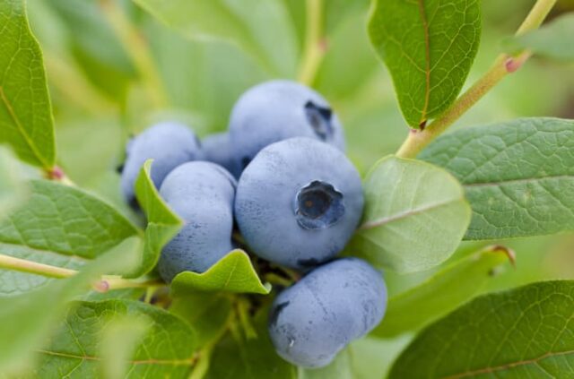 The Biloxi Blueberry - Minneopa Orchards