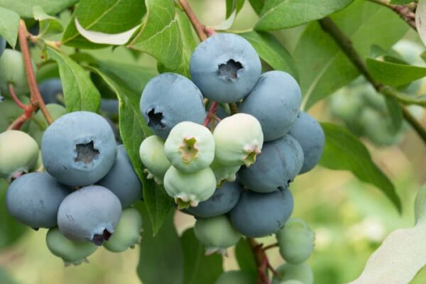 The Biloxi Blueberry - Minneopa Orchards