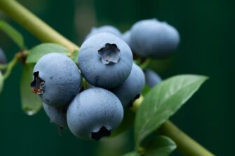 The Blueray Blueberry - Minneopa Orchards