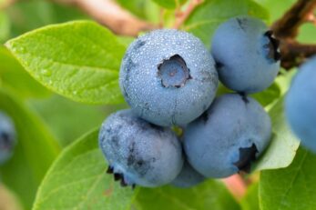The Biloxi Blueberry - Minneopa Orchards