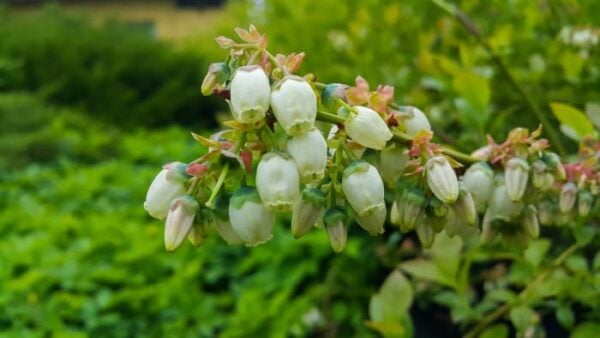The Blueray Blueberry - Minneopa Orchards