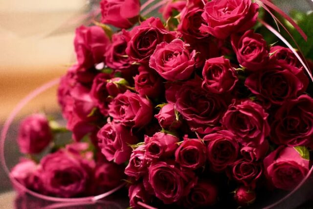 How to Grow and Care for Miniature Roses - Minneopa Orchards