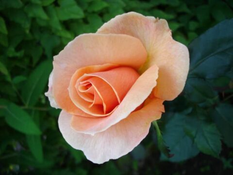 The Long Stem Rose Bush - Minneopa Orchards