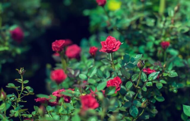 How to Grow and Care for Miniature Roses - Minneopa Orchards