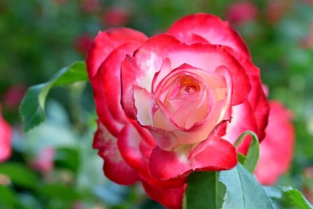 Grandiflora Roses - Minneopa Orchards
