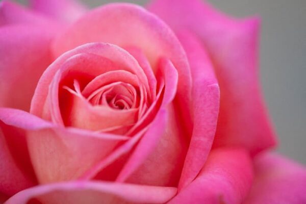 The Chicago Peace Rose - Minneopa Orchards