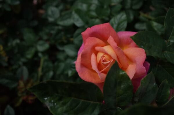 The Chicago Peace Rose - Minneopa Orchards
