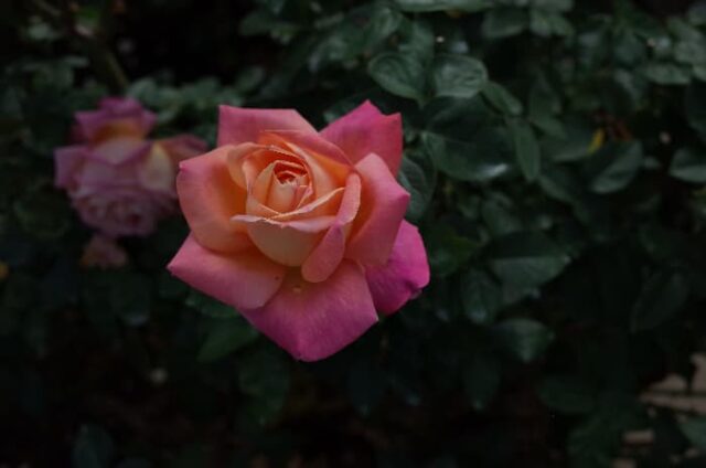 The Chicago Peace Rose - Minneopa Orchards