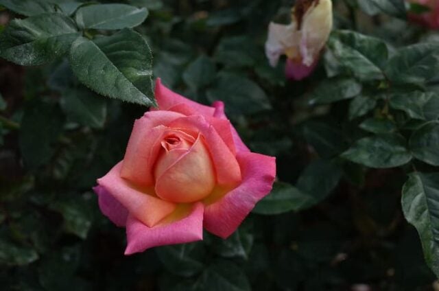 The Chicago Peace Rose - Minneopa Orchards