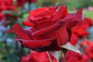 Grandiflora Roses - Minneopa Orchards