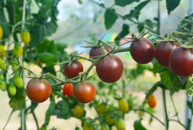 The Rosella Tomato - Minneopa Orchards
