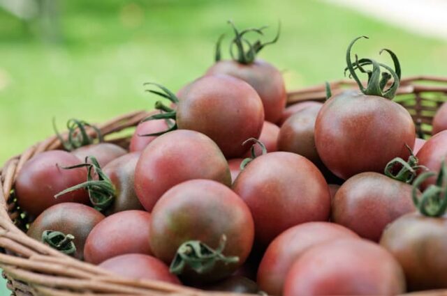 The Rosella Tomato - Minneopa Orchards