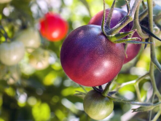 The Rosella Tomato - Minneopa Orchards