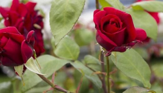 Hybrid Tea Roses - Minneopa Orchards