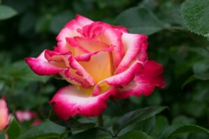Grandiflora Roses - Minneopa Orchards