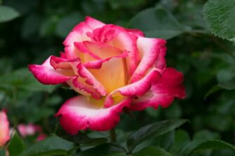 Grandiflora Roses - Minneopa Orchards