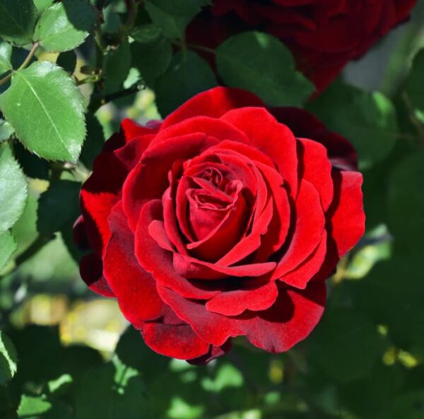 The Don Juan Rose - Minneopa Orchards