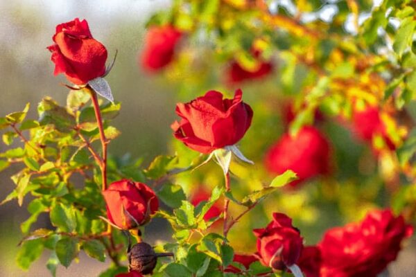 The Don Juan Rose - Minneopa Orchards