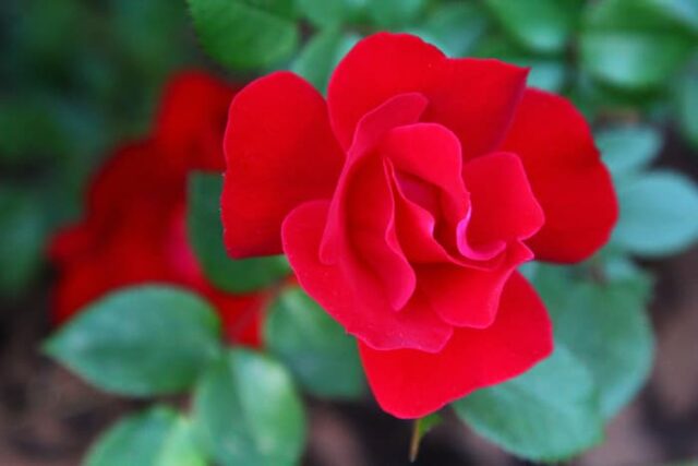 Double Knockout Roses - Minneopa Orchards