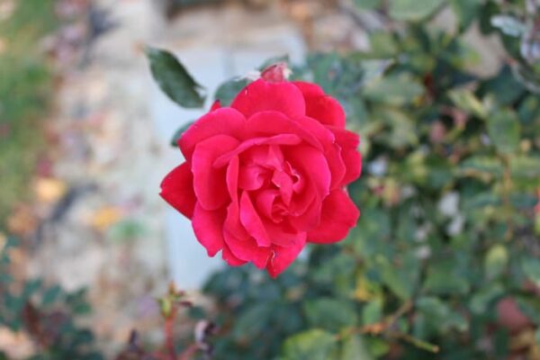 Double Knockout Roses - Minneopa Orchards