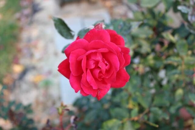 Double Knockout Roses - Minneopa Orchards
