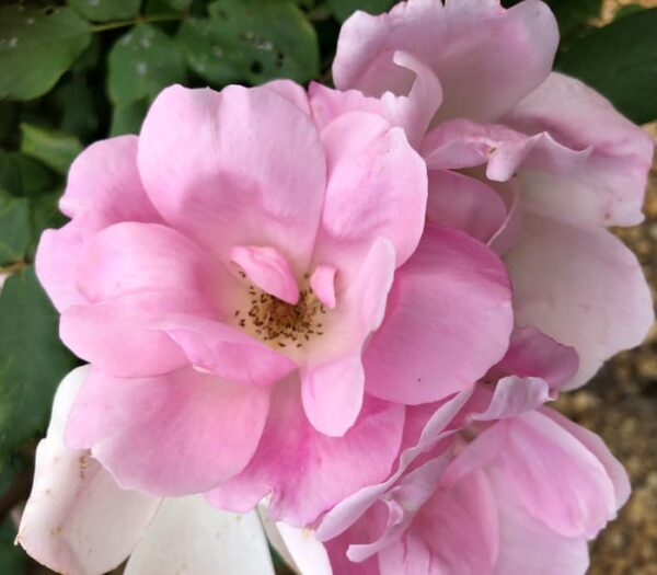 Double Knockout Roses - Minneopa Orchards