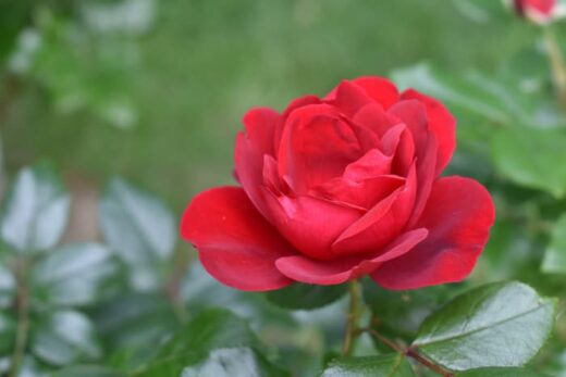 Double Knockout Roses - Minneopa Orchards