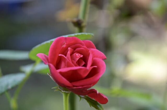 Double Knockout Roses - Minneopa Orchards