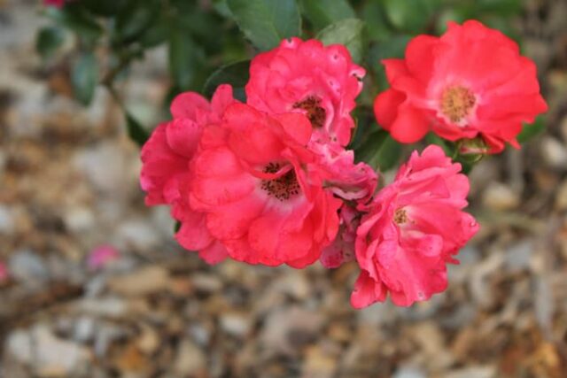 Drift Roses - Minneopa Orchards
