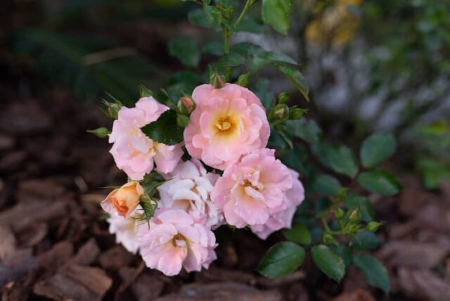 Drift Roses - Minneopa Orchards