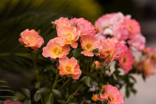 Drift Roses - Minneopa Orchards