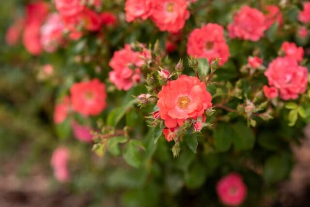 Drift Roses - Minneopa Orchards