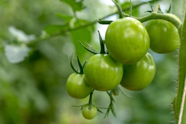 The Emerald Evergreen Tomato - Minneopa Orchards