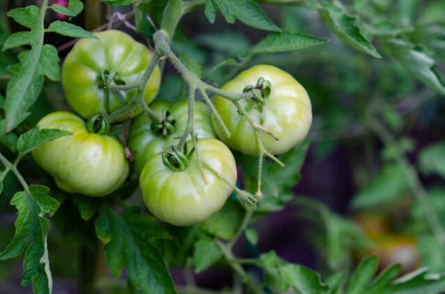 The Emerald Evergreen Tomato - Minneopa Orchards