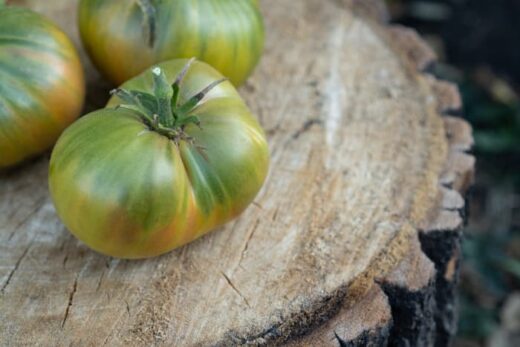 The Emerald Evergreen Tomato - Minneopa Orchards