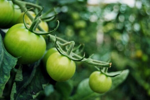 The Emerald Evergreen Tomato - Minneopa Orchards