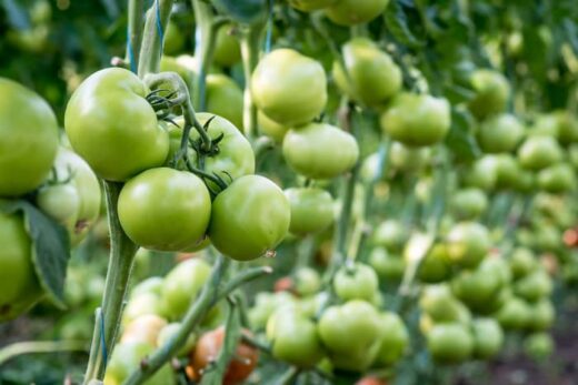 The Emerald Evergreen Tomato - Minneopa Orchards