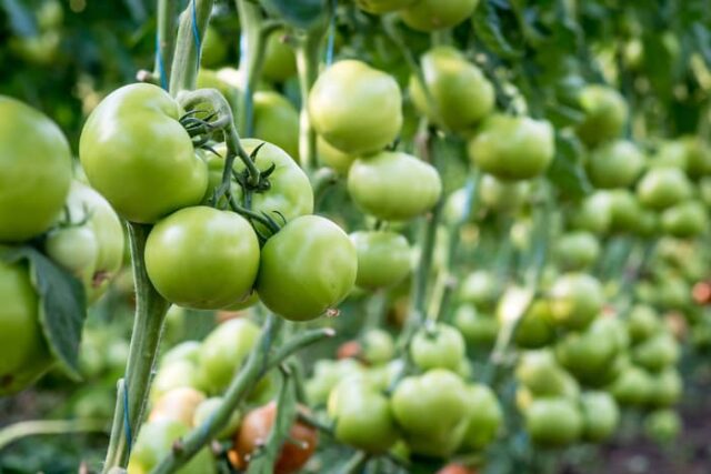 The Emerald Evergreen Tomato - Minneopa Orchards
