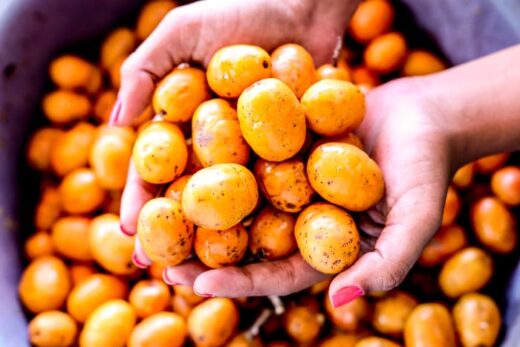 All About the Hog Plum - Minneopa Orchards