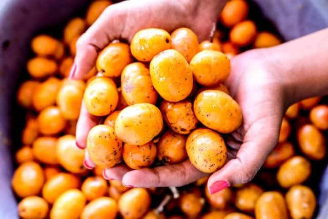All About the Hog Plum - Minneopa Orchards