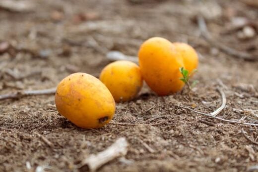 All About the Hog Plum - Minneopa Orchards