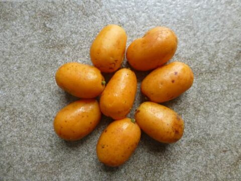 All About the Hog Plum - Minneopa Orchards