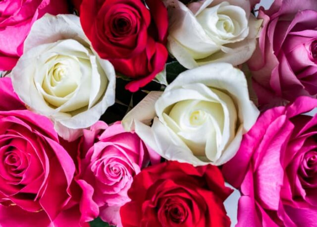The Long Stem Rose Bush - Minneopa Orchards