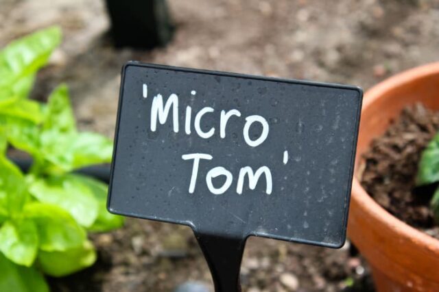 The Micro Tom Tomato - Minneopa Orchards